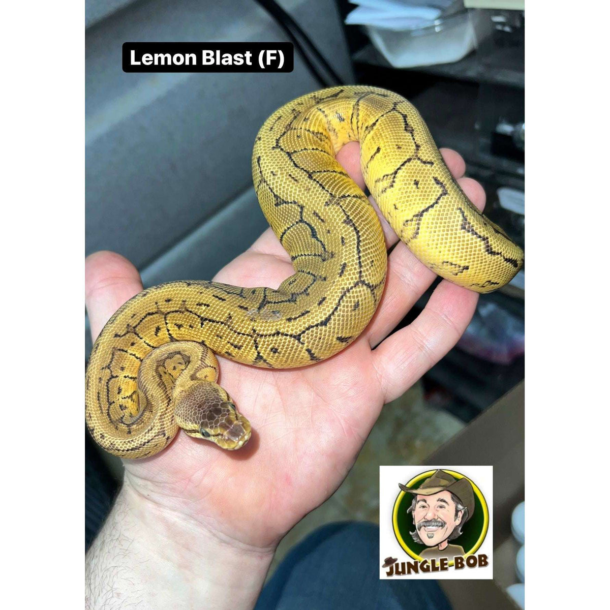 Lemon Blast Ball Python