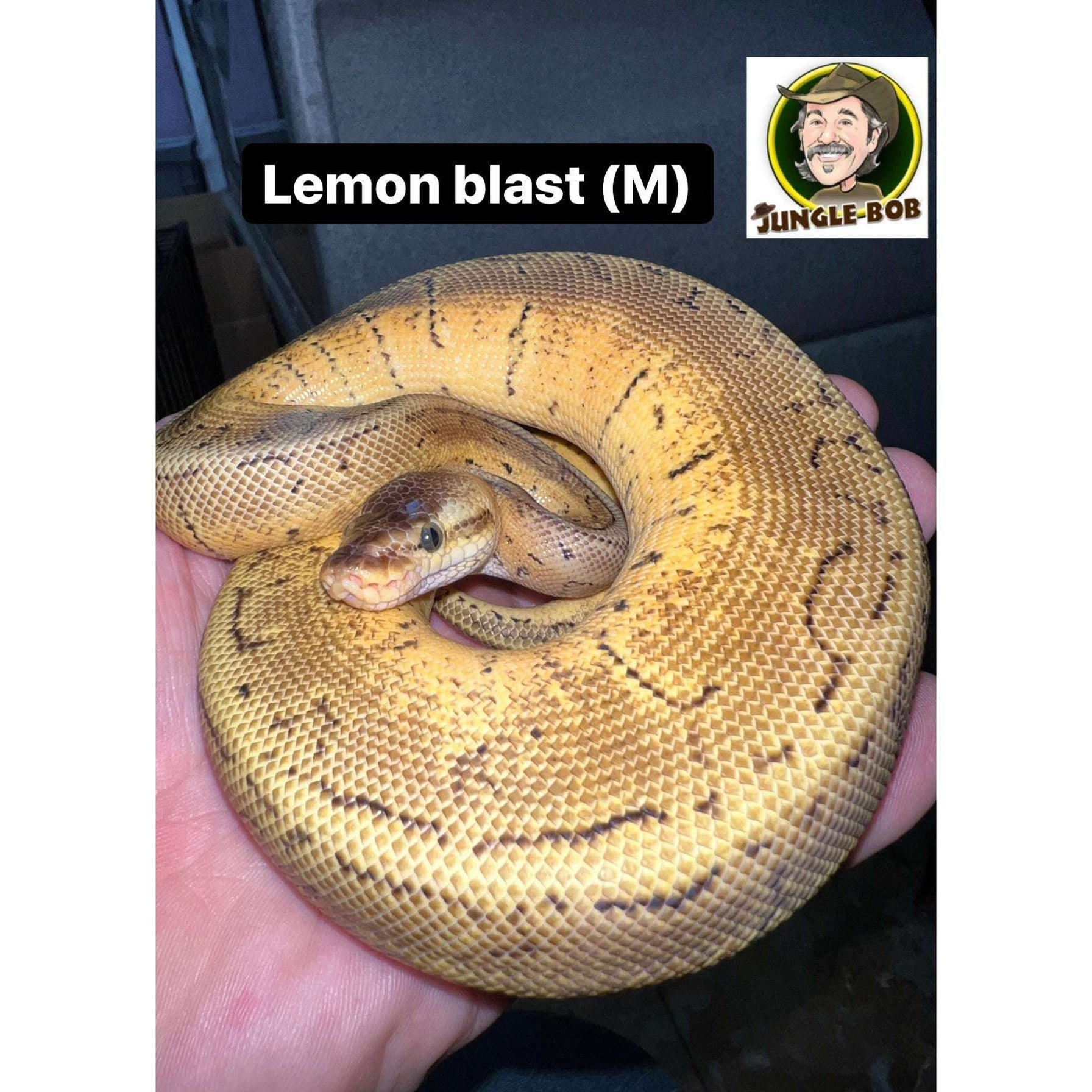 Ball Pythons for Sale — Jungle Bobs Reptile World