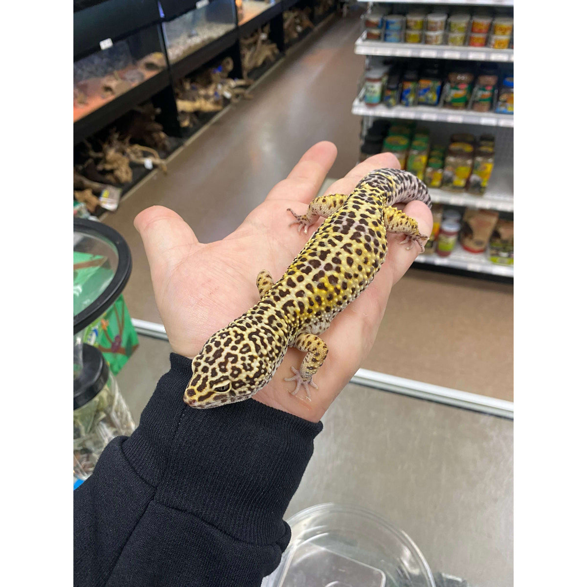 Adult Leopard Gecko Size