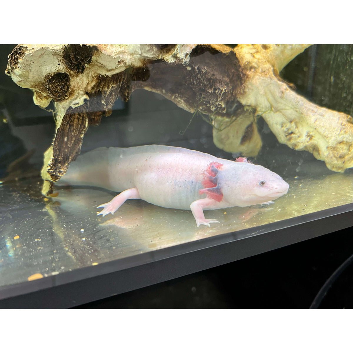Leucistic Axolotl