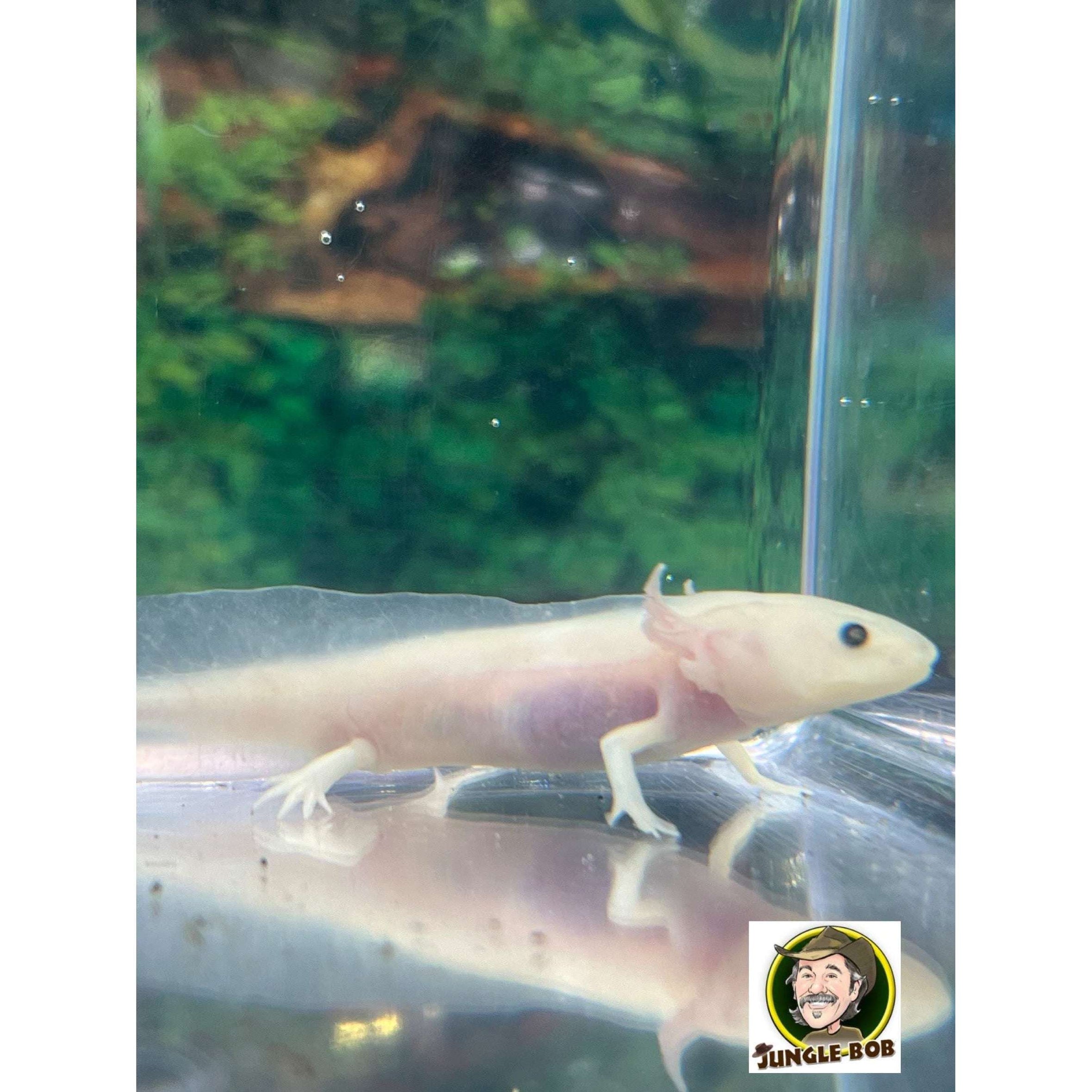 Leucistic Axolotl (Ambystoma mexicanum) — Jungle Bobs Reptile World