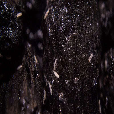 Live Tropical Springtails Vivarium Clean Up Crew — Jungle Bobs Reptile ...