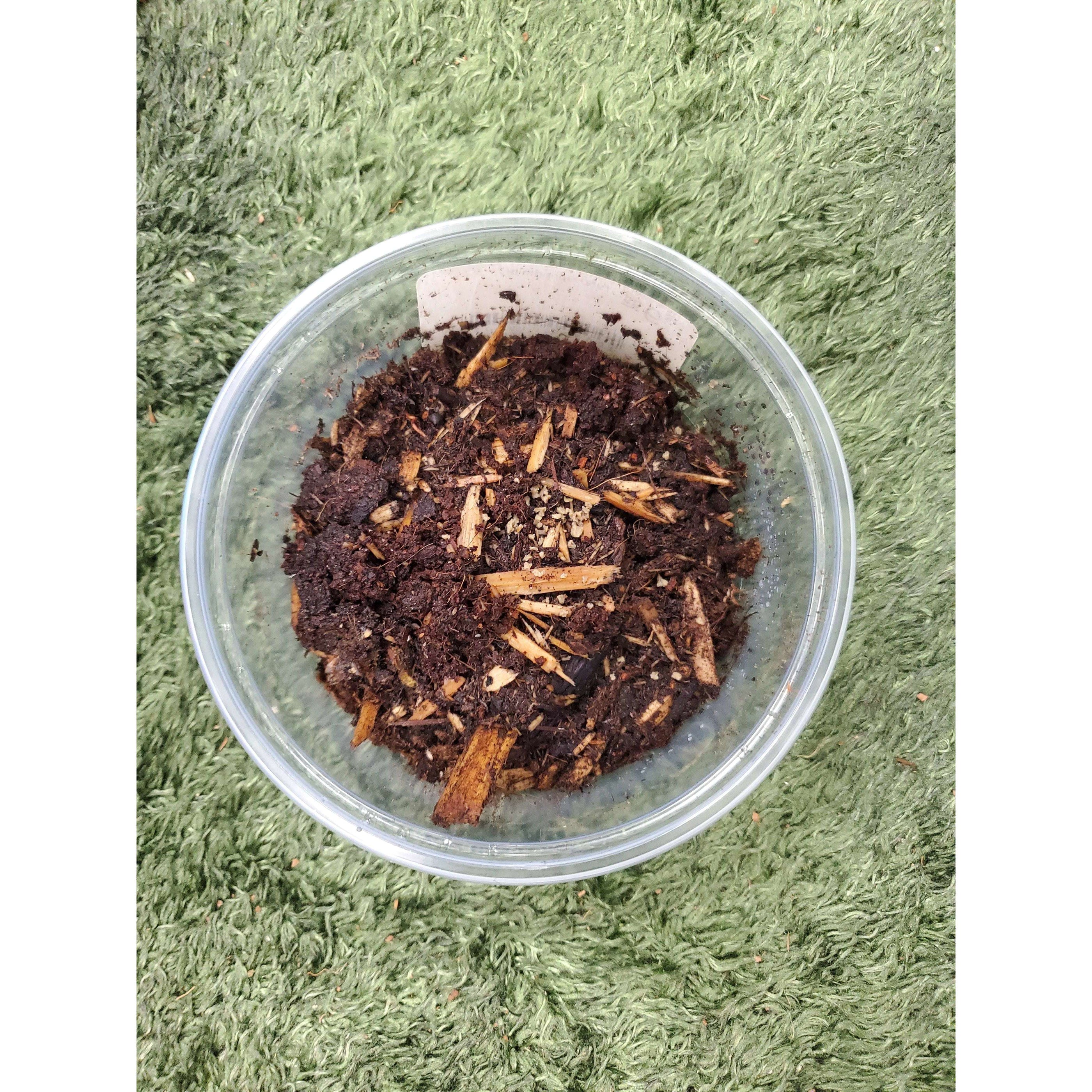 Live Tropical Springtails Vivarium Clean Up Crew — Jungle Bobs Reptile ...