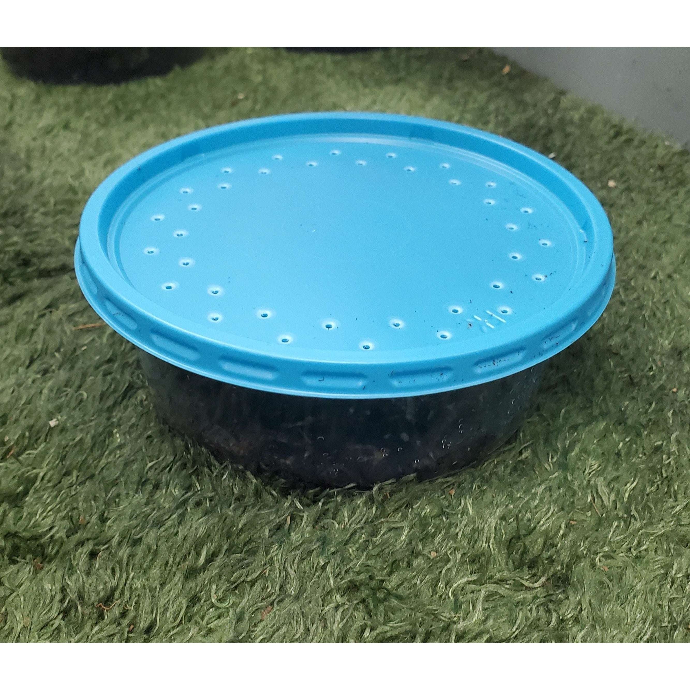 Live Tropical Springtails Vivarium Clean Up Crew — Jungle Bobs Reptile ...