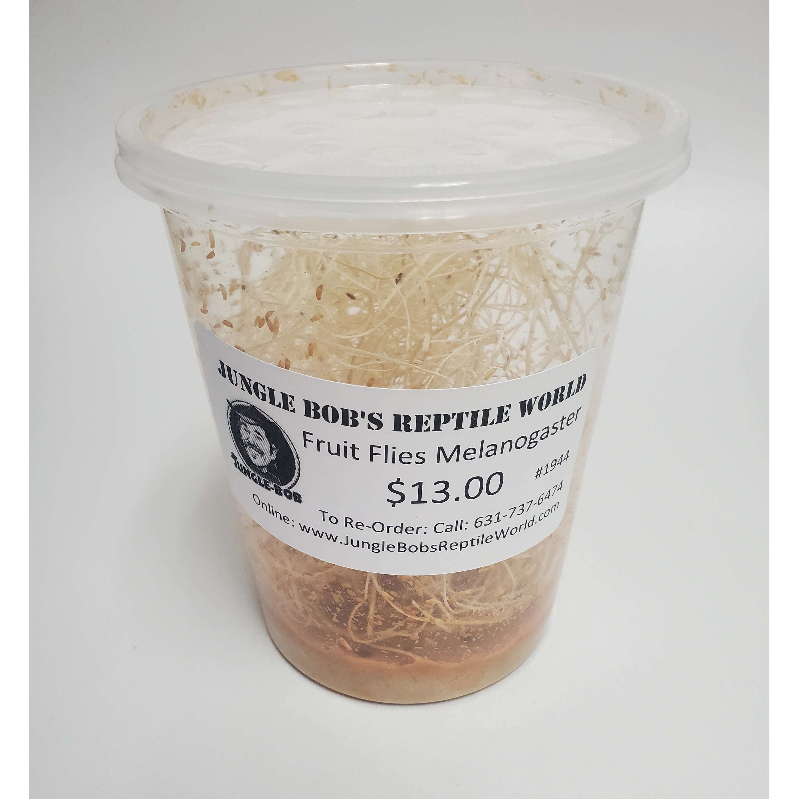 Flightless Fruit Fly Cultures — Jungle Bobs Reptile World