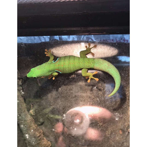 Baby Peacock Day Geckos