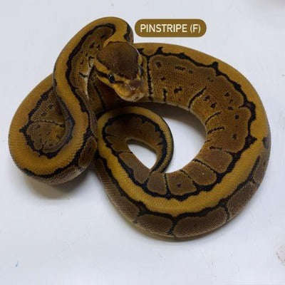 Pinstripe Ball Python — Jungle Bobs Reptile World