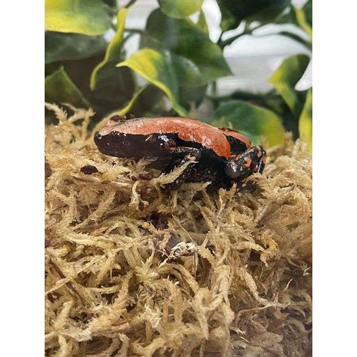 Amphibians for Sale — Page 2 — Jungle Bobs Reptile World