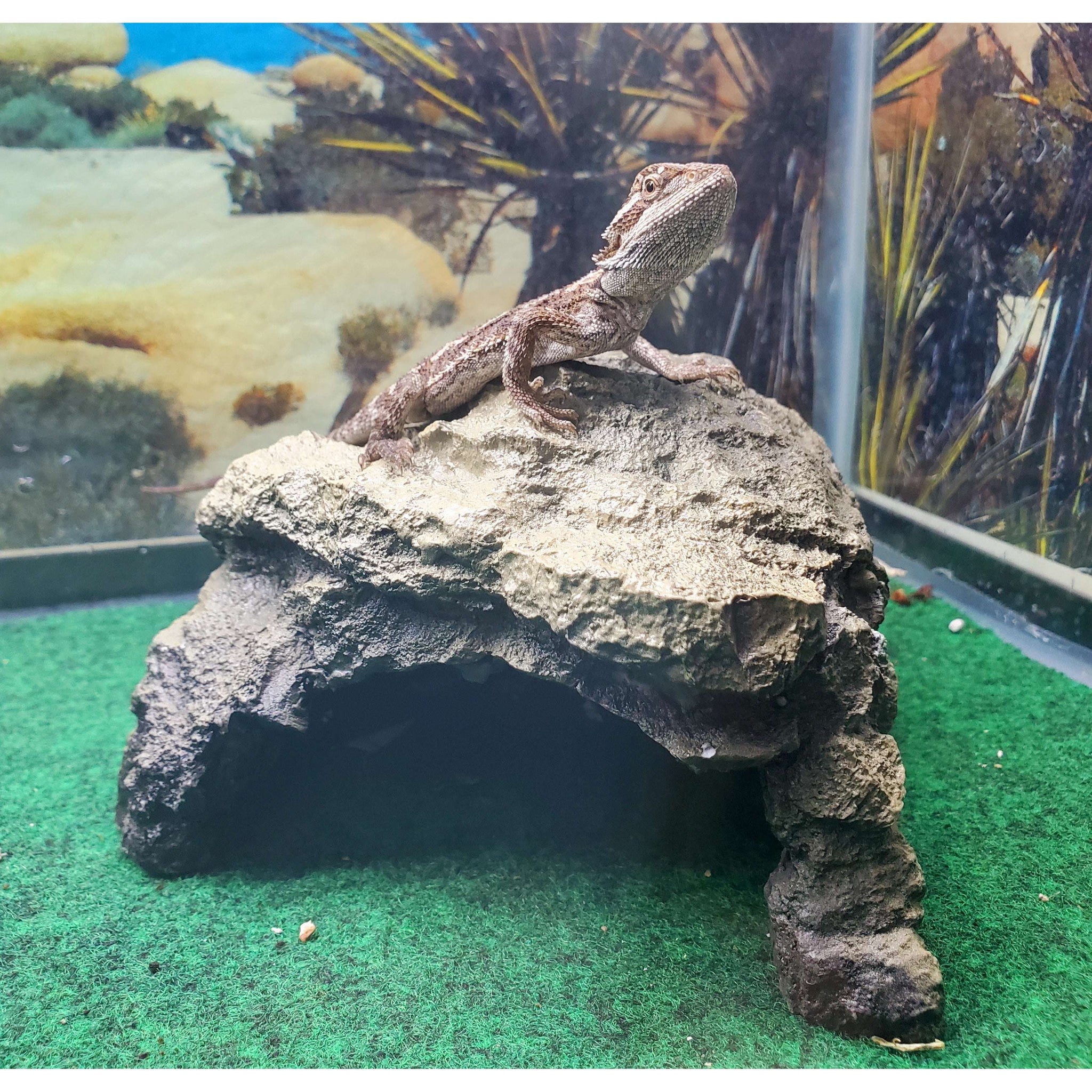 Reptile Hides — Jungle Bobs Reptile World