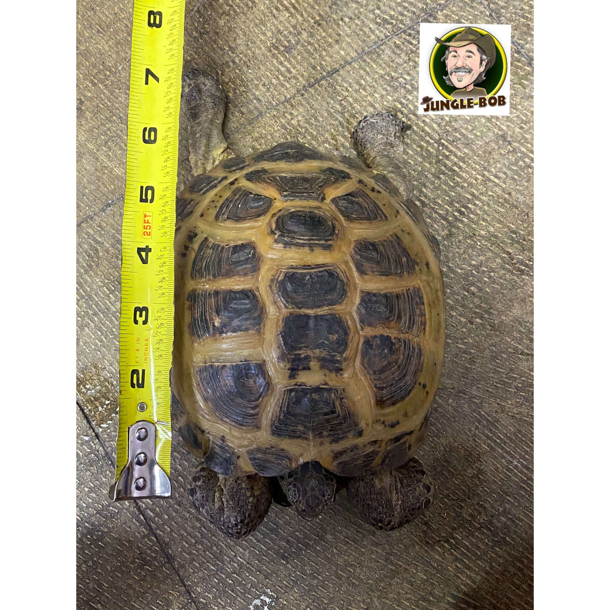 Russian Tortoise Size