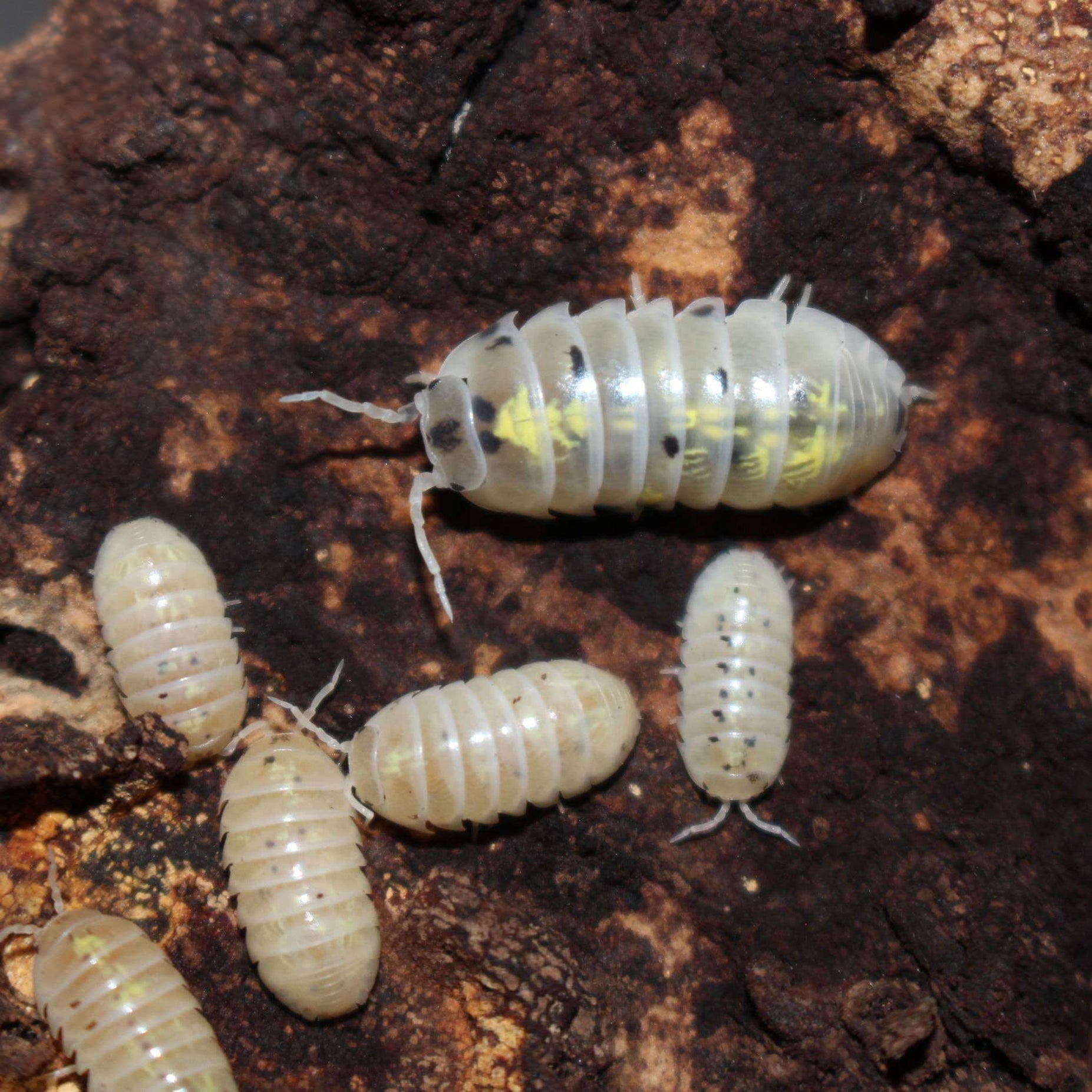 Isopods for Sale — Jungle Bobs Reptile World