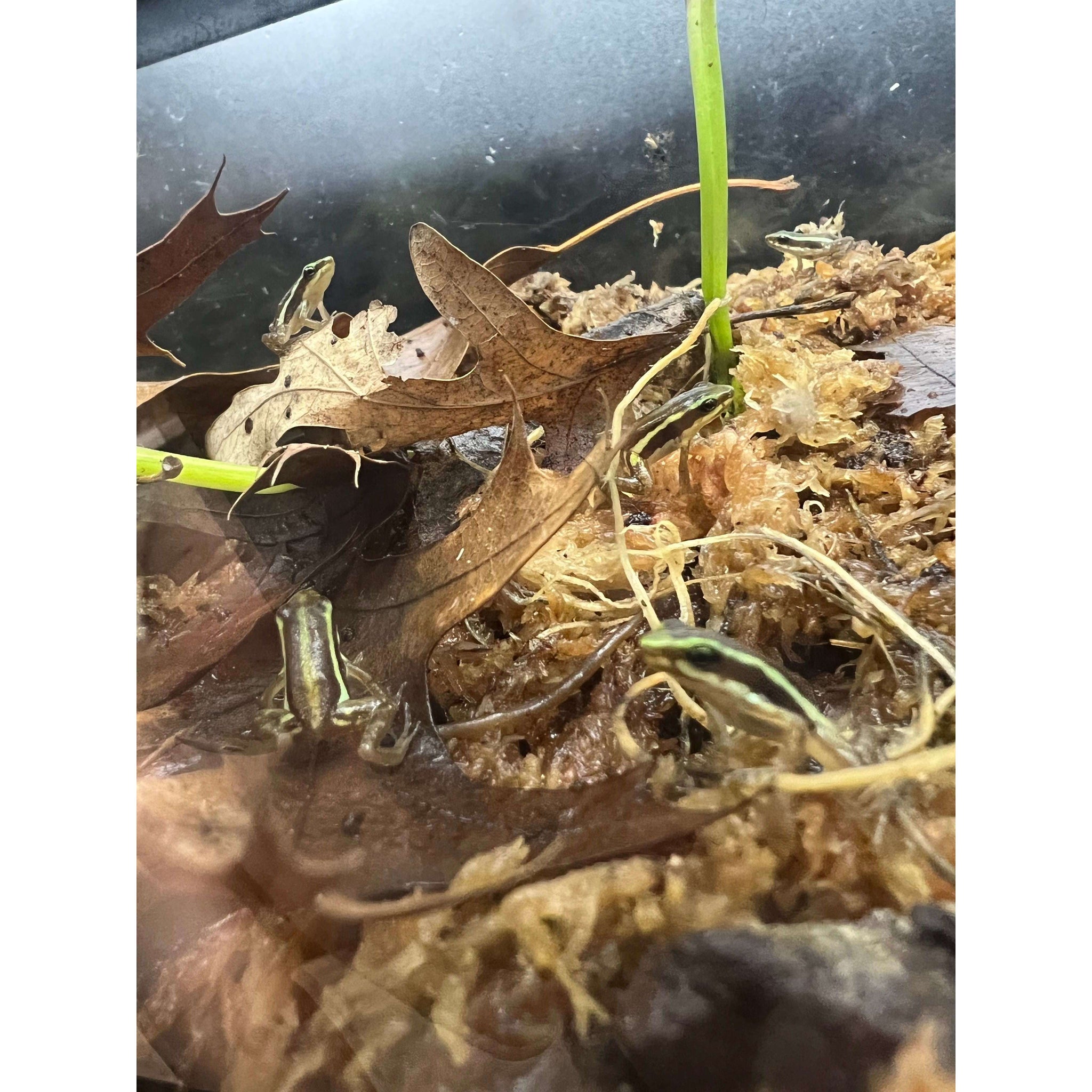 Frogs — Jungle Bobs Reptile World