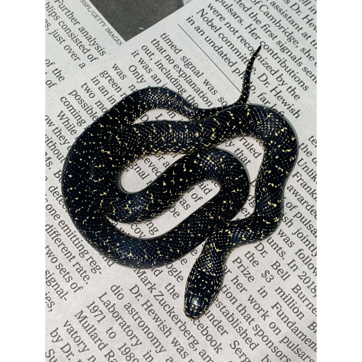 Albino Speckled King Snake