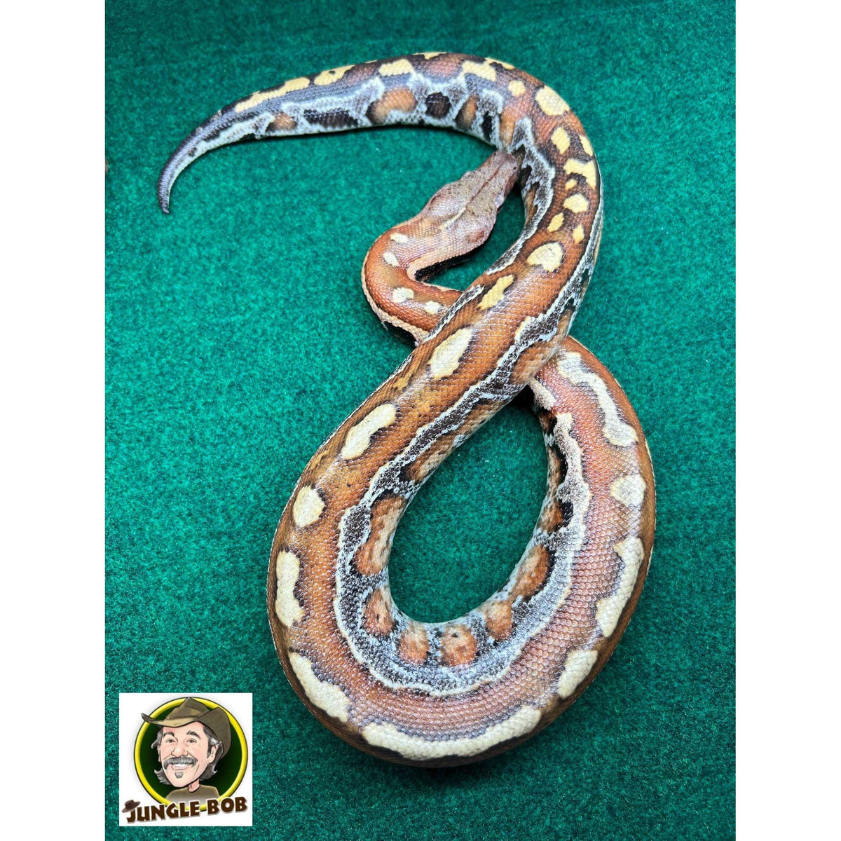 Sumatran Red Blood Python (Python brongersmai) — Jungle Bobs Reptile World