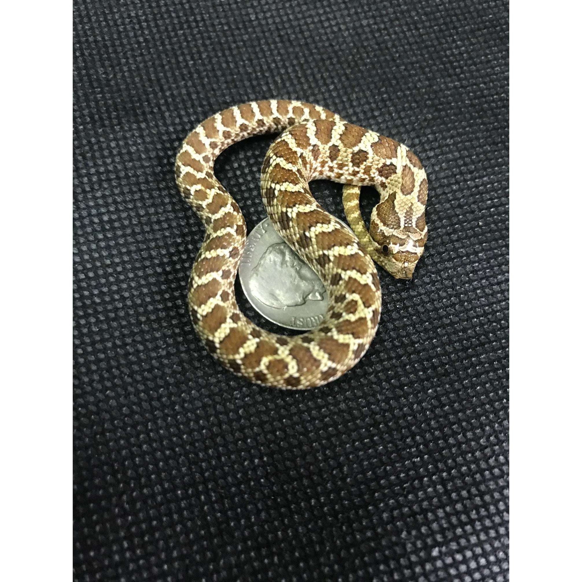 Colubrids for Sale — Jungle Bobs Reptile World