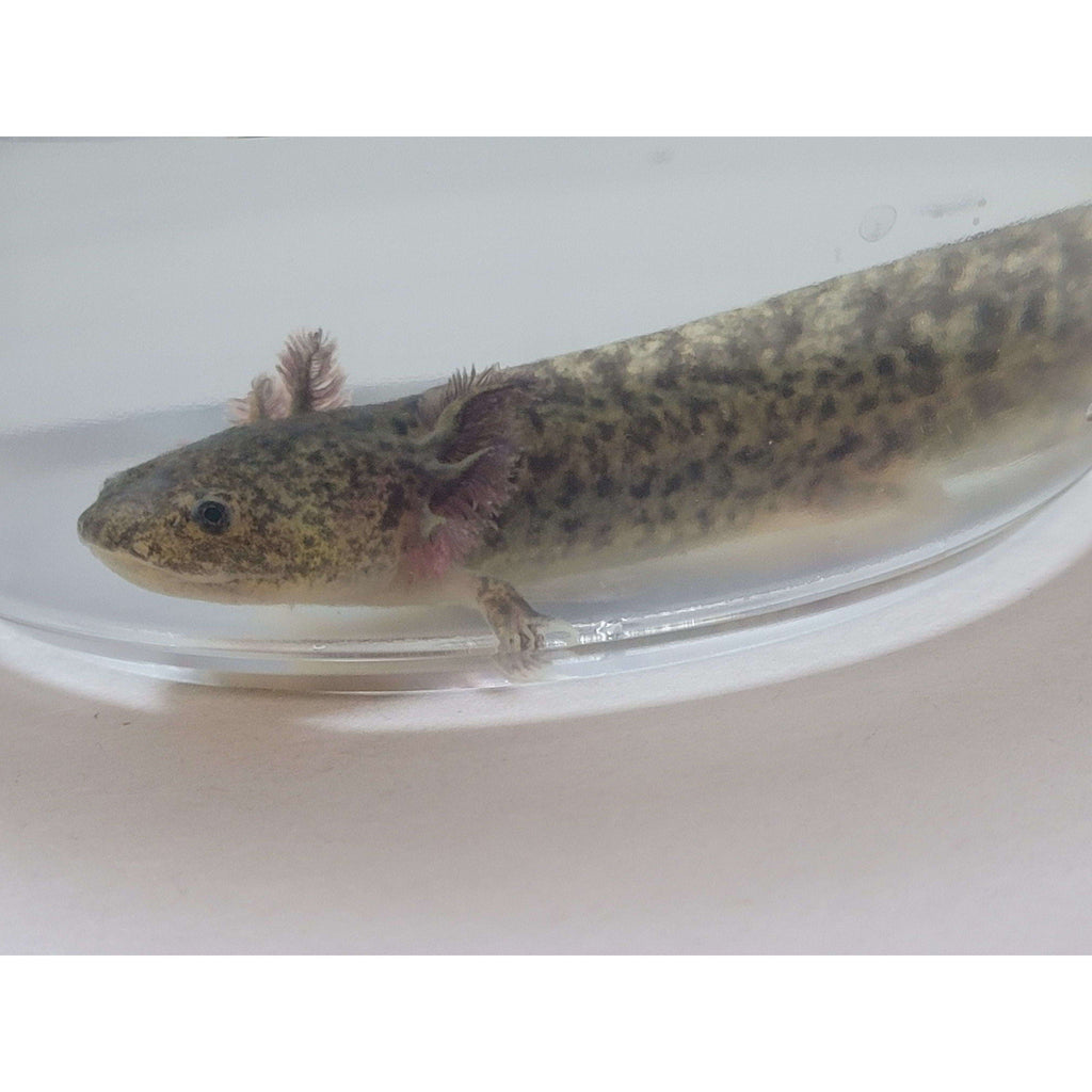 Axolotl Ambystoma Mexicanum In Bensheim Fische Axolotl (Ambystoma