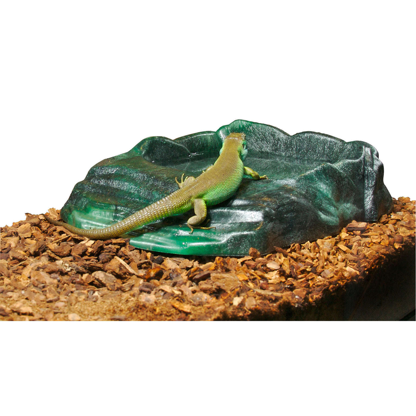 Zoo Med Repti Ramp Bowl Feeding Dish for Reptiles and more — Jungle ...